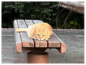 JupyterにOpenCVの画像表示 シチュエーションによって使い分けよう